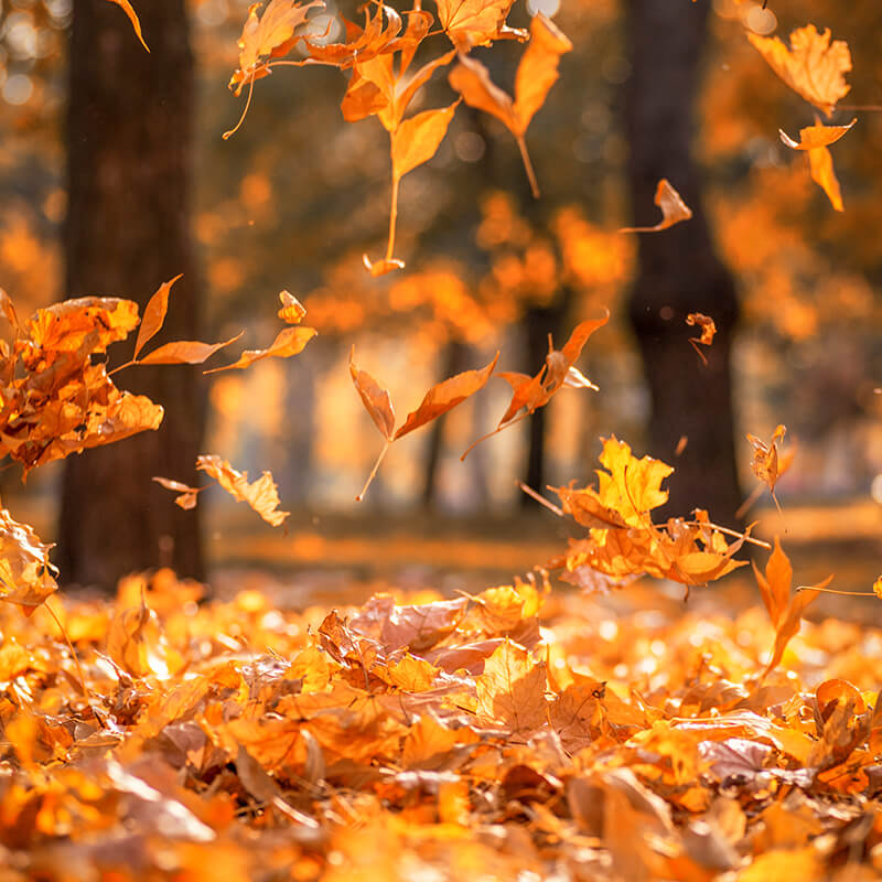 Herbst